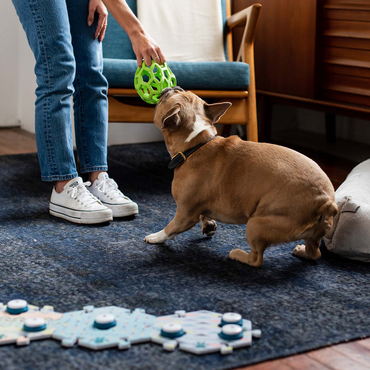 The Complete Guide To Teaching Dogs To Talk with Buttons – FluentPet